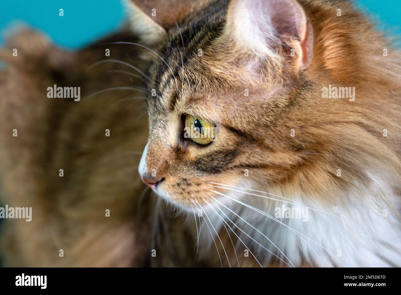 European common cat side view Stock Photo - Alamy