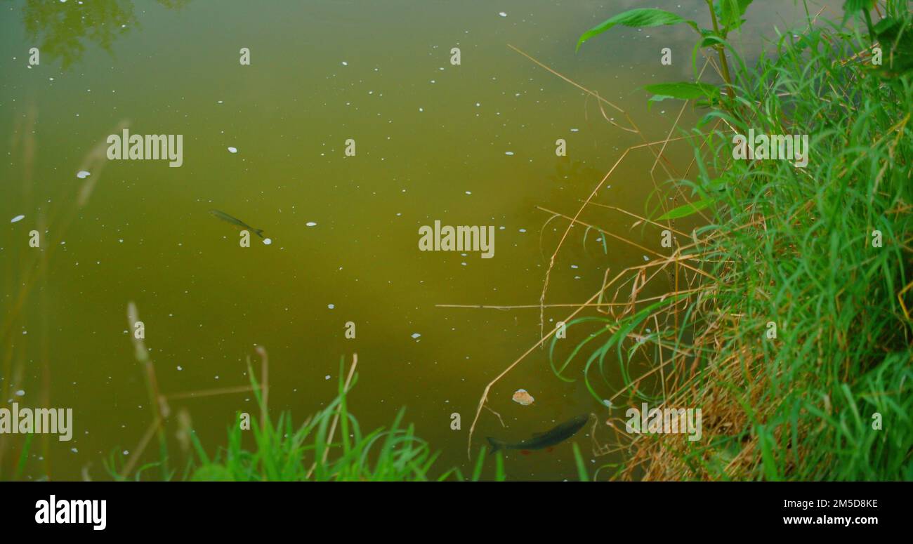 Soapy dirty river. Contaminated waste water. Pollution in flow channels ...