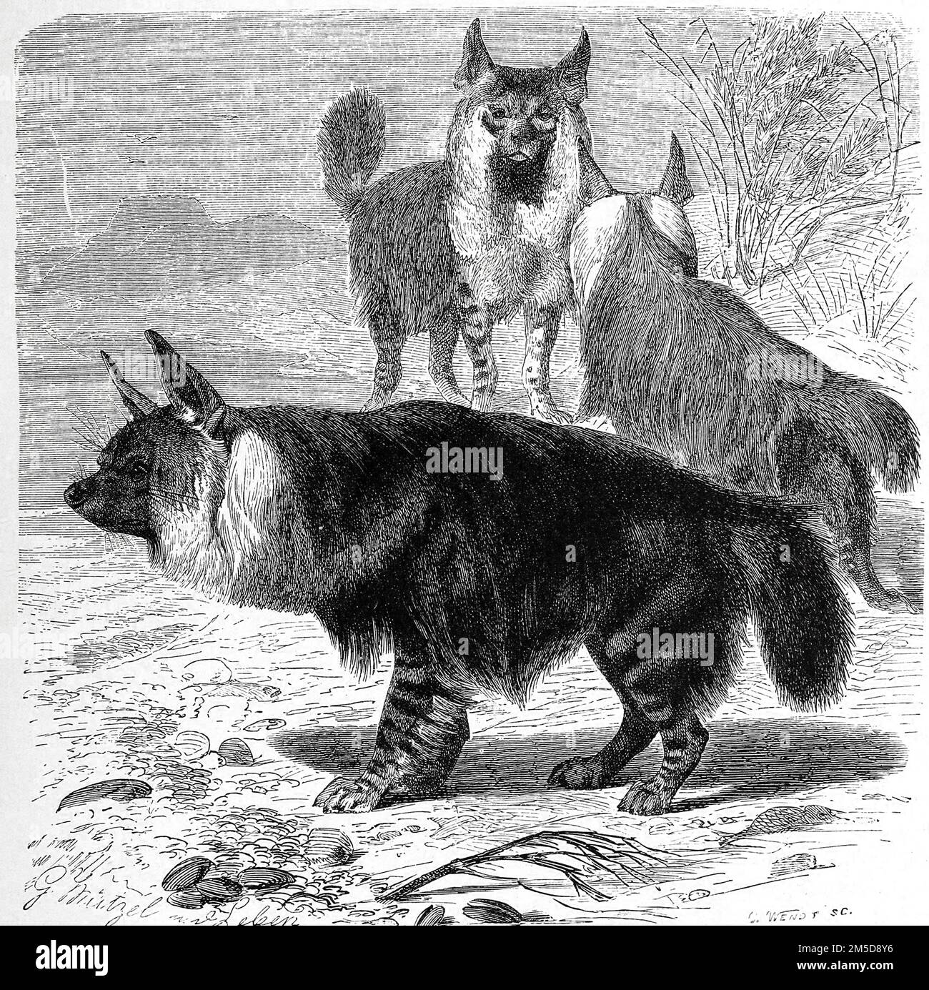 Schabrackenhyäne, Parahyaena brunnea oder Hyaena brunnea, auch Braune ...