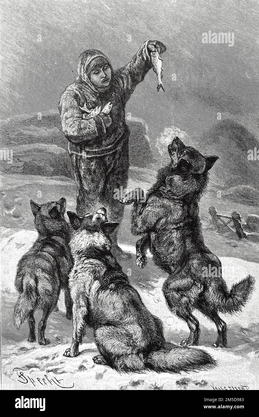 Hund, Eskimohund, Schlittenhund / Dog, Eskimo dog, Sled dog, Historisch ...