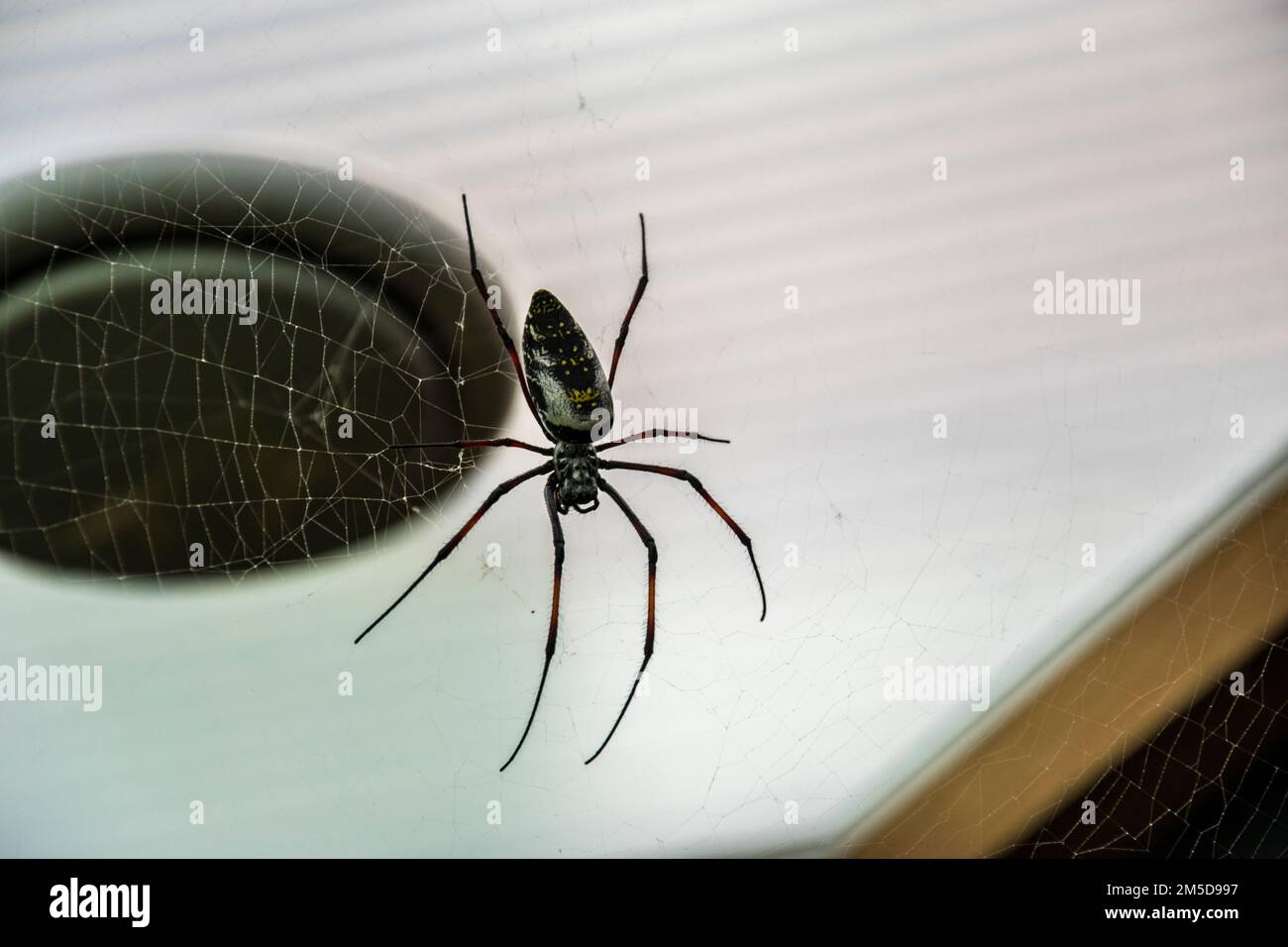 A close-up of a red-legged golden orb-weaver spider (Trichonephila ...