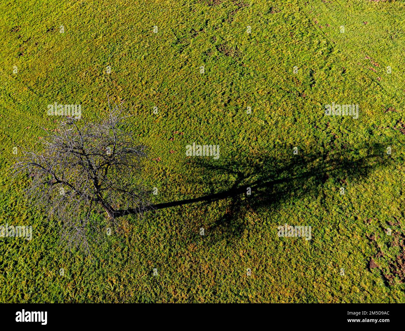 Aerial view of a single tree casting a long shadow on a meadow with ...