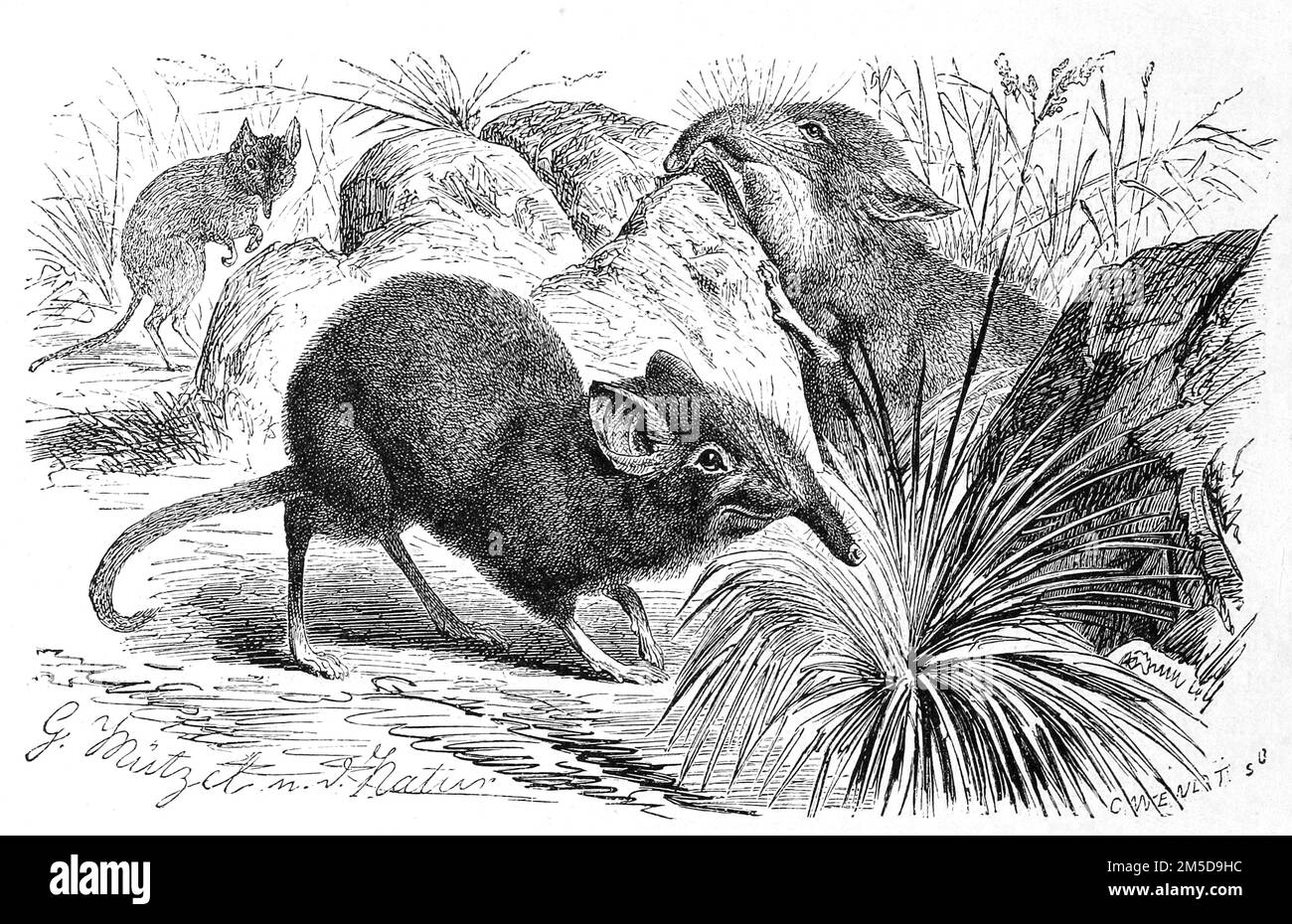 Trockenland-Elefantenspitzmaus, Elephantulus intufi, auch Trockenland ...