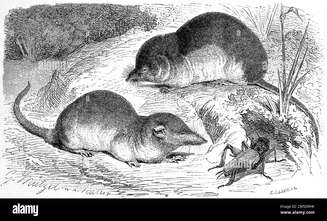 Hausspitzmaus, Crocidura aranea und Waldspitzmaus, Sorex vulgaris ...