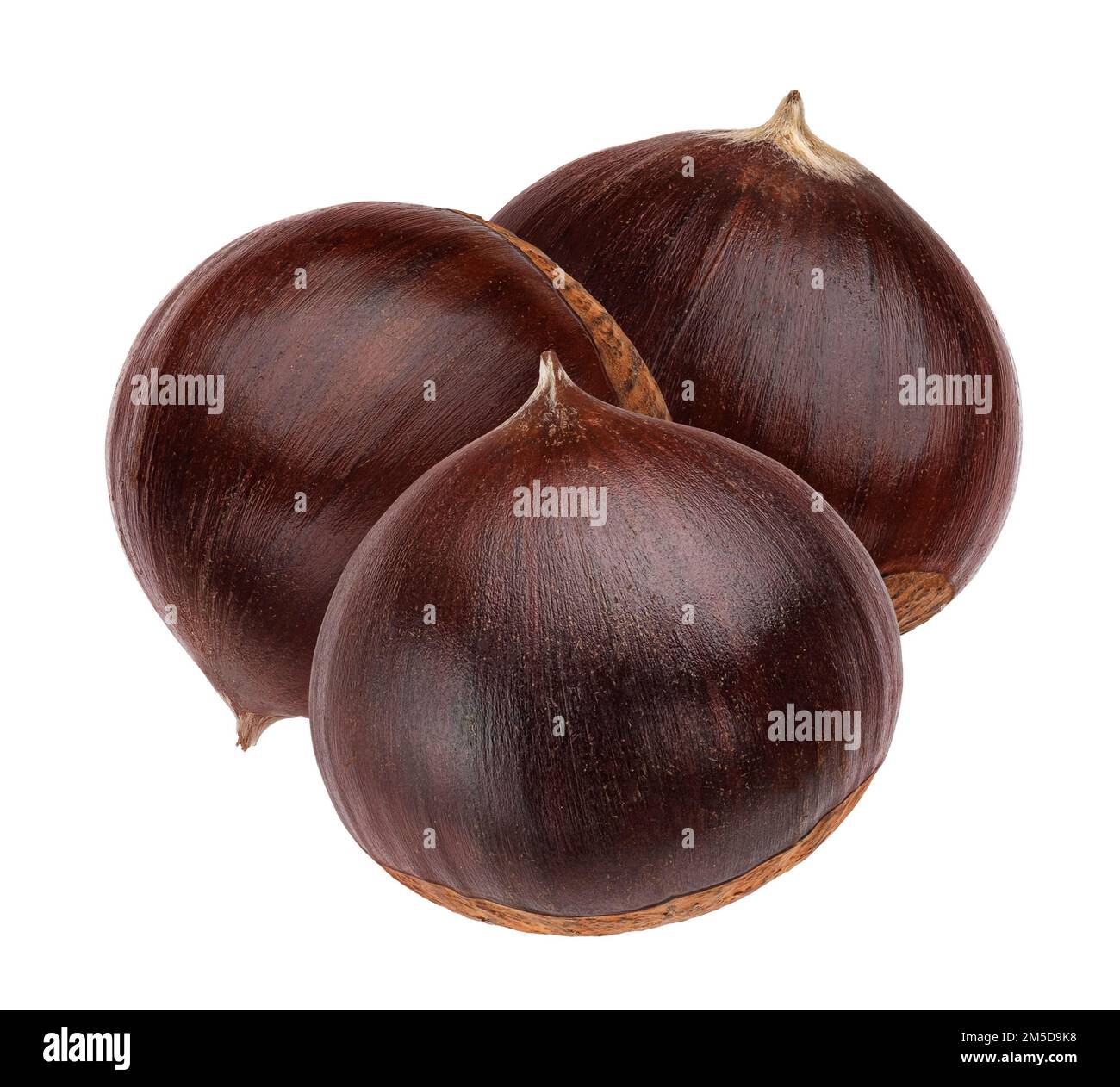 Chestnut isolated on white background Stock Photo - Alamy