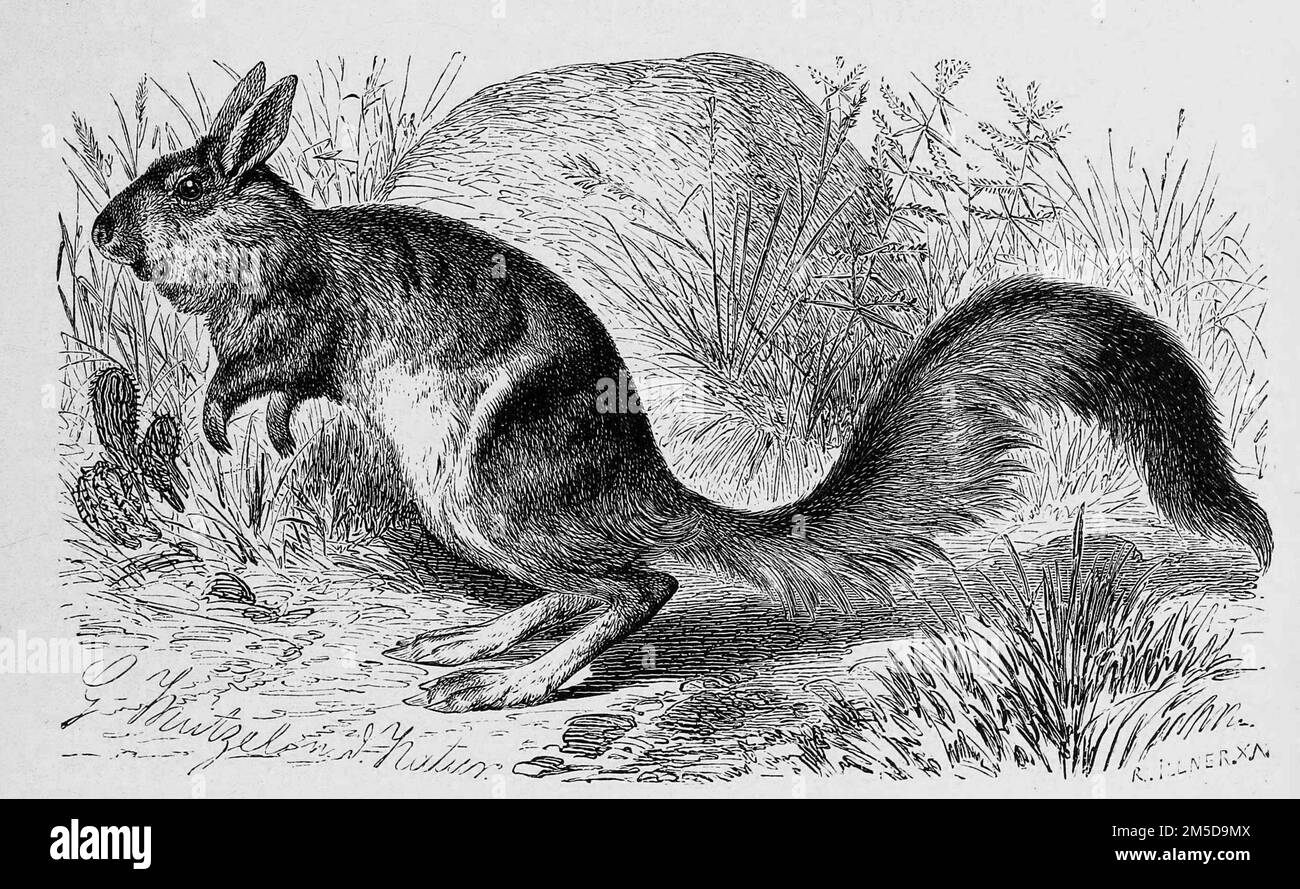 Südafrikanische Springhase, Pedetes capensis ist ein Nagetier süd- und ...