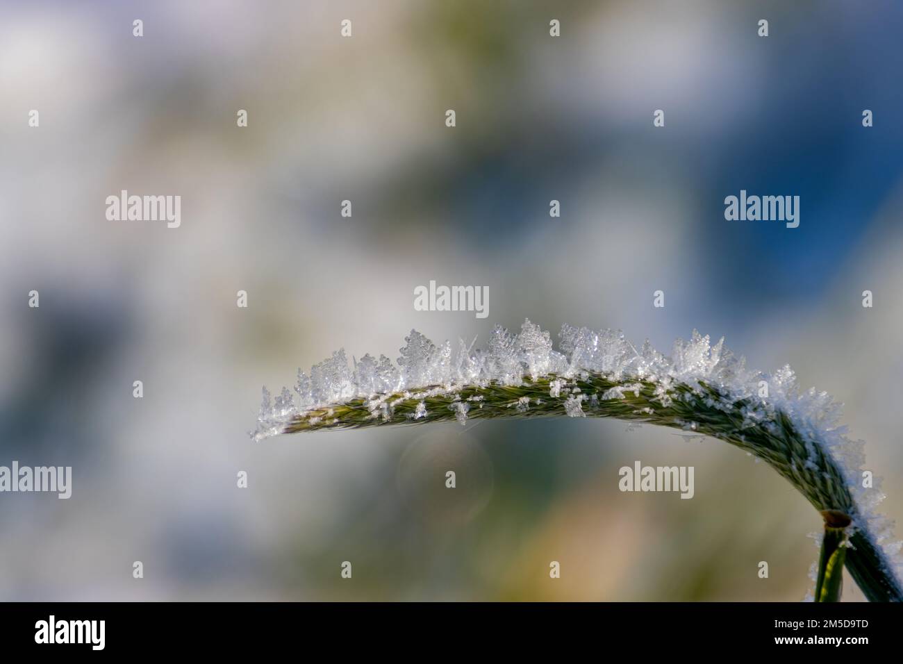 Crystal grass hi-res stock photography and images - Alamy