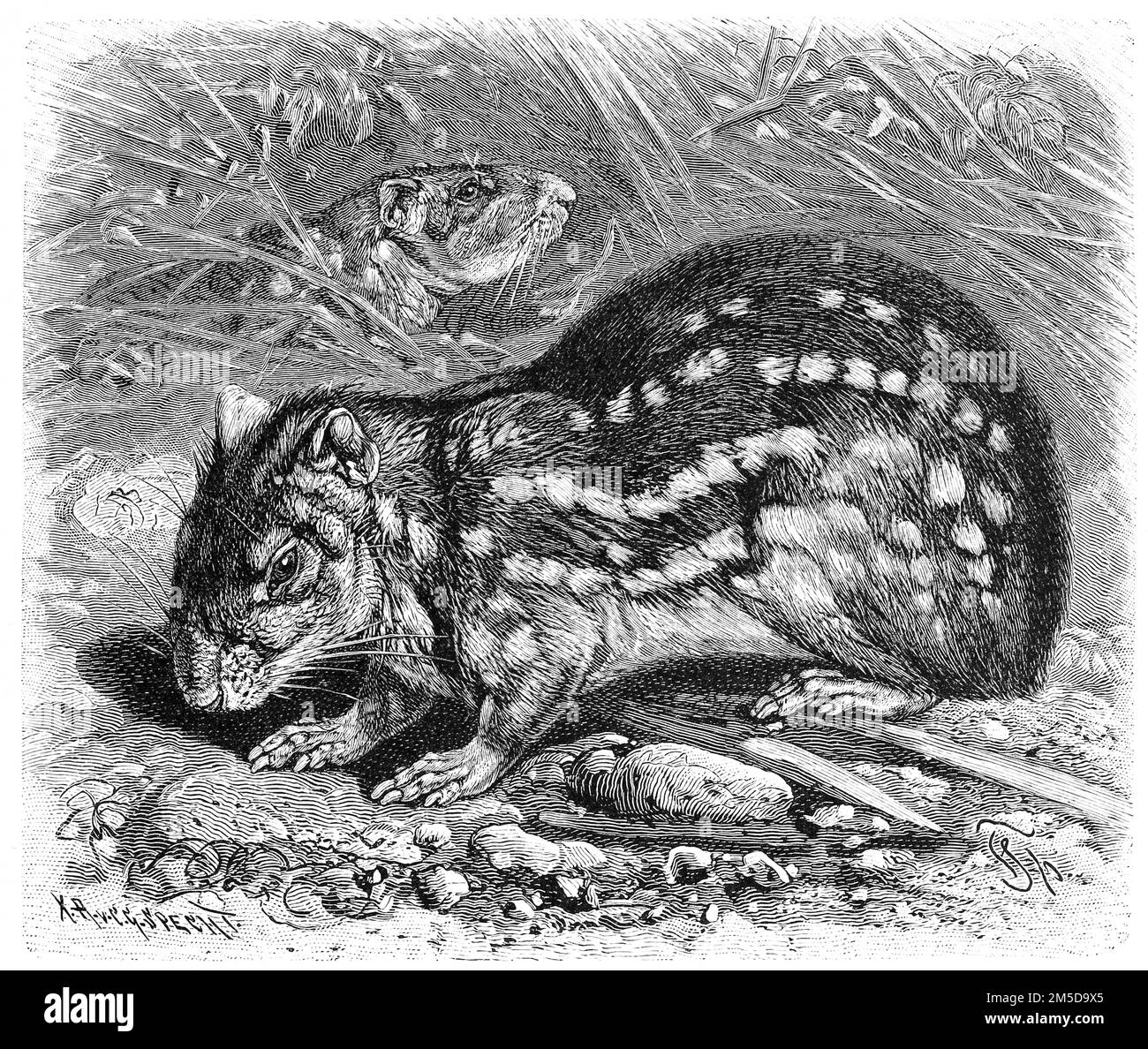 Paka, Cuniculus paca ist eine Nagetierart aus der Gattung der Pakas ...