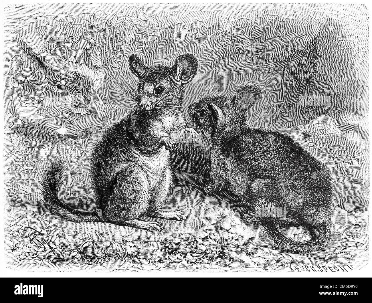 Chinchillidae family hi-res stock photography and images - Alamy