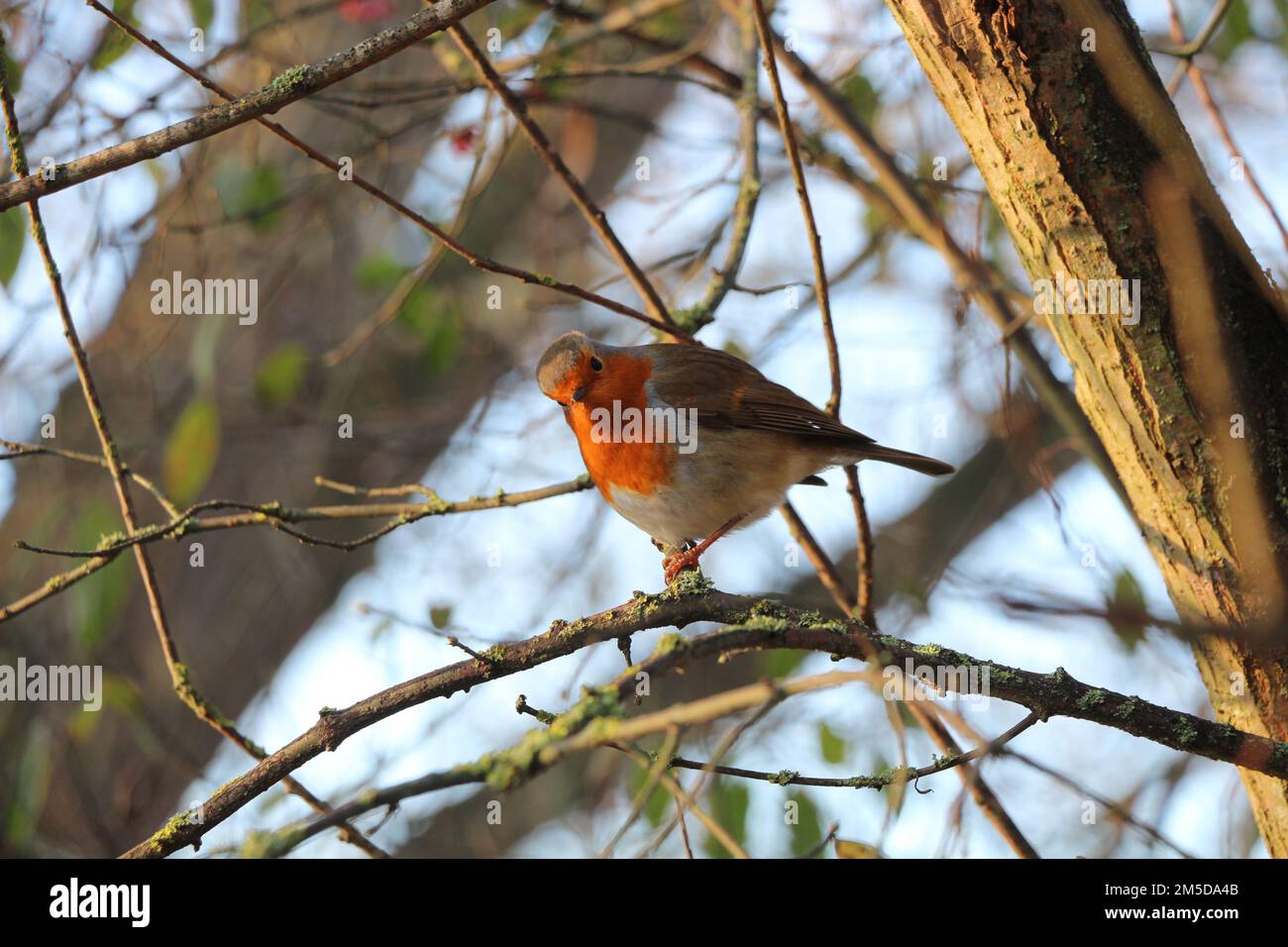 A close-up shot of a Robin (Erithacus rubecula) perched on the tree on ...