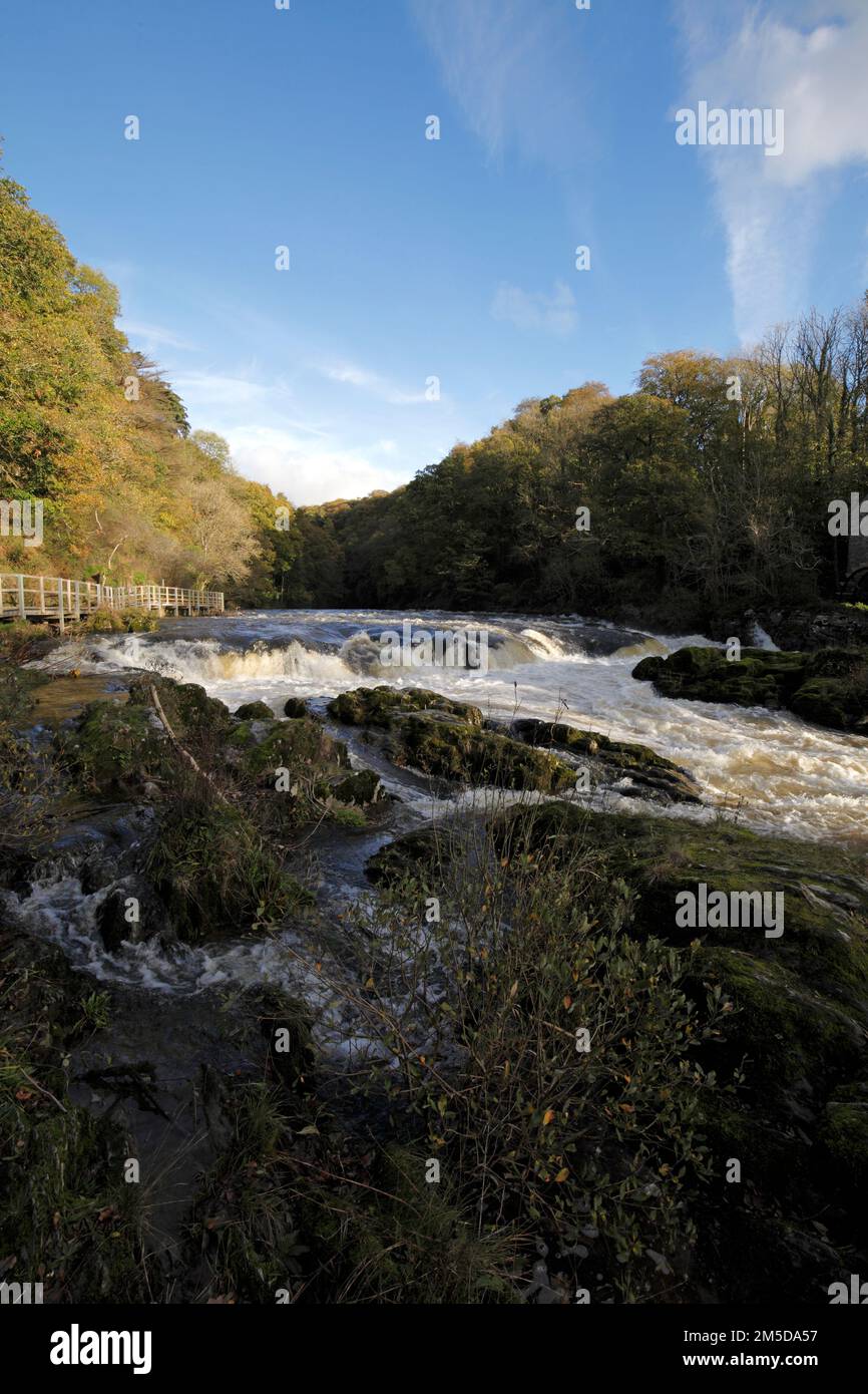 Cenarth Falls when the river is close to flooding. High water ...