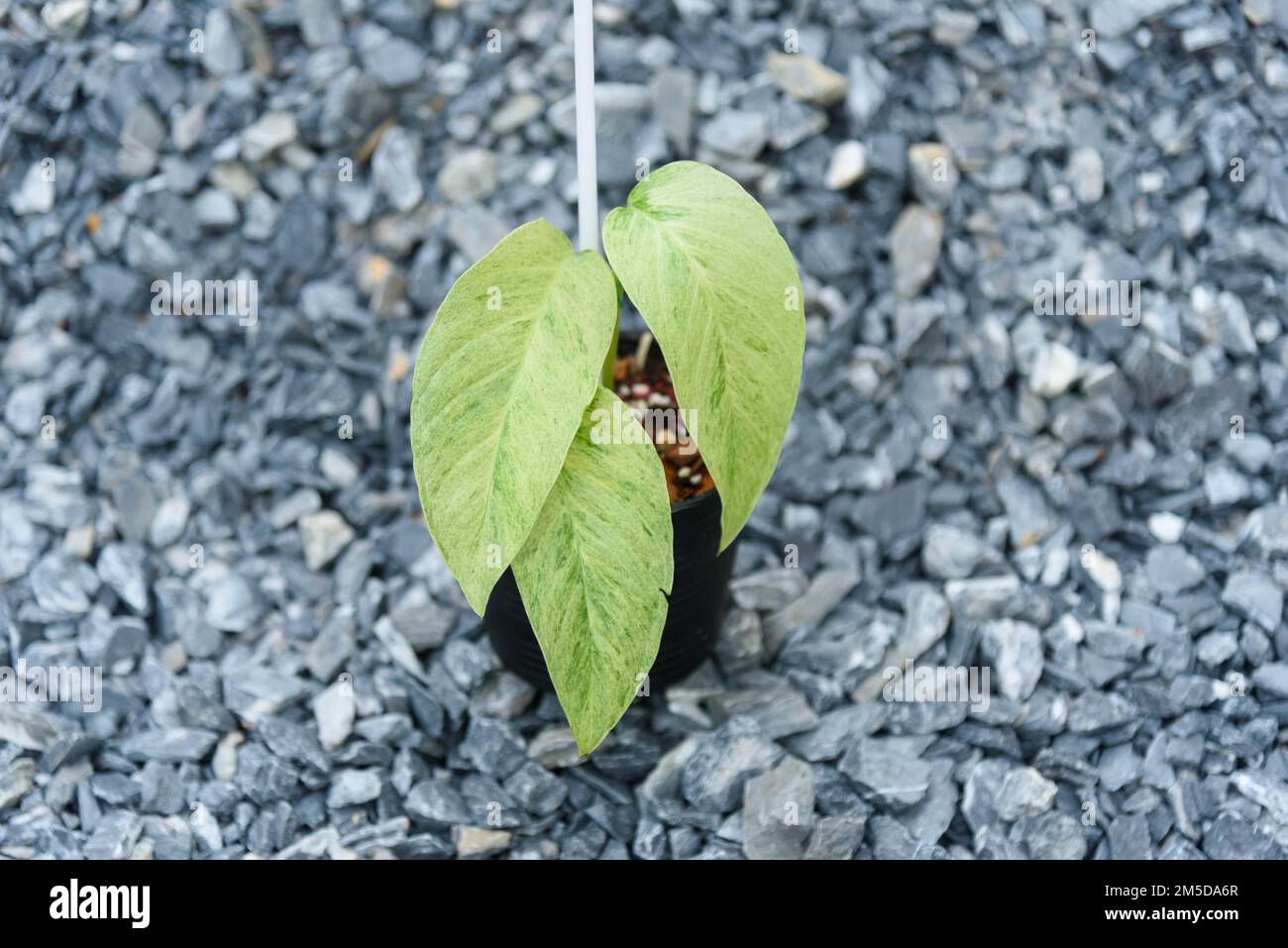 Fresh leaf of monstera laniata narrow form mint variegated in the pot ...