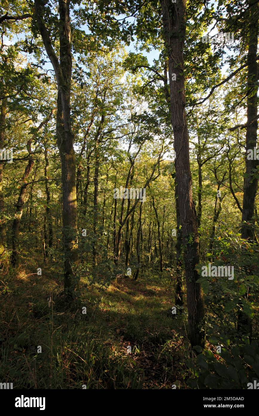 Ancient oak woodland made up of common oak trees, tall and thin as they ...