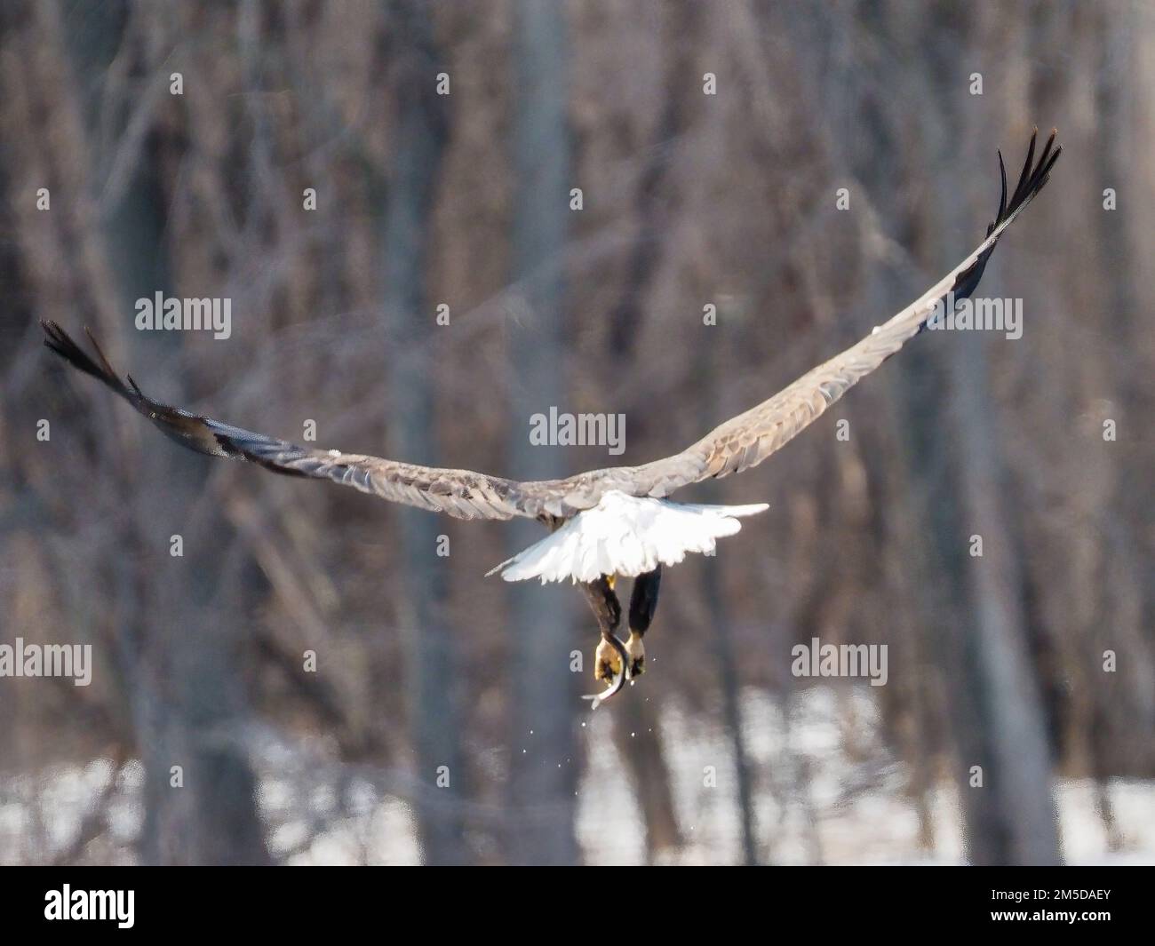 A close-up shot of a Bald eagle flying with its wide-open wings Stock ...