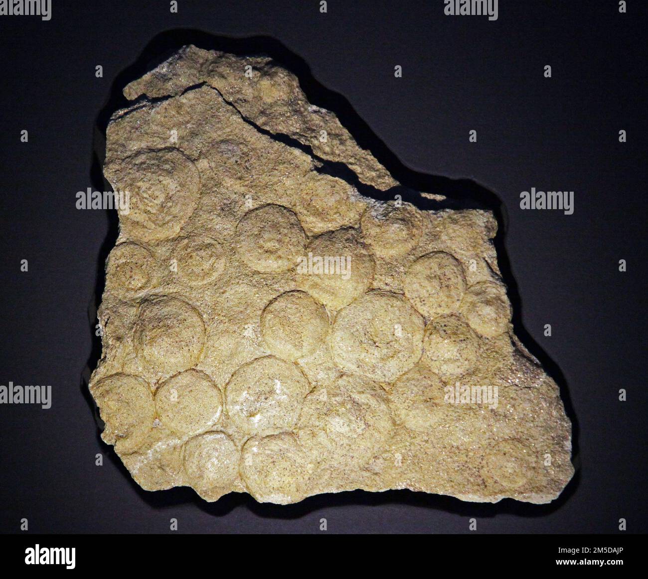 Ediacaran period fossil hi-res stock photography and images - Alamy
