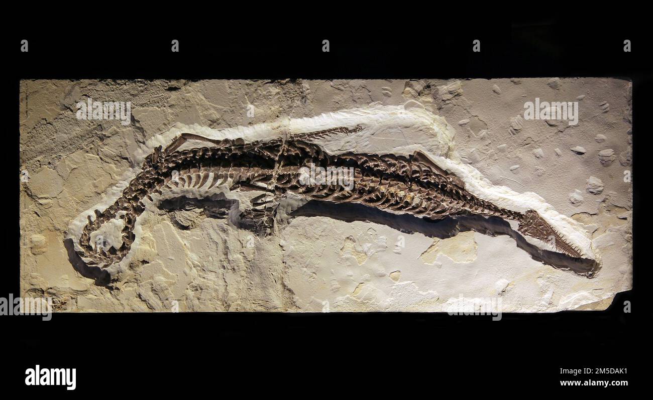 Mesosaurus brasiliensis fossil.Extinct reptile.Early Permian.298.9 ...