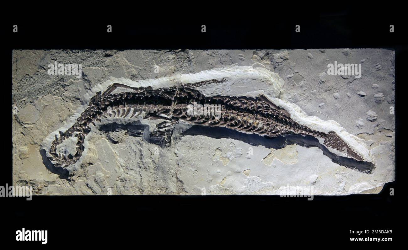 Mesosaurus brasiliensis fossil hi-res stock photography and images - Alamy