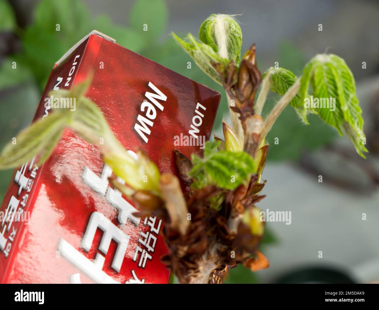 Toothpaste Lion DR. SEDOC Original PLUS+ Stock Photo - Alamy