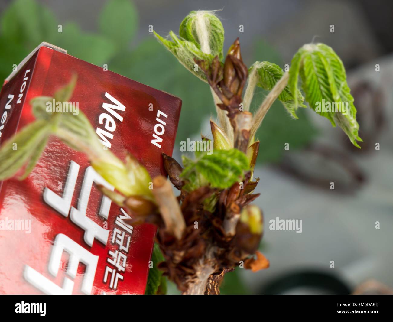 Toothpaste Lion DR. SEDOC Original PLUS+ Stock Photo - Alamy