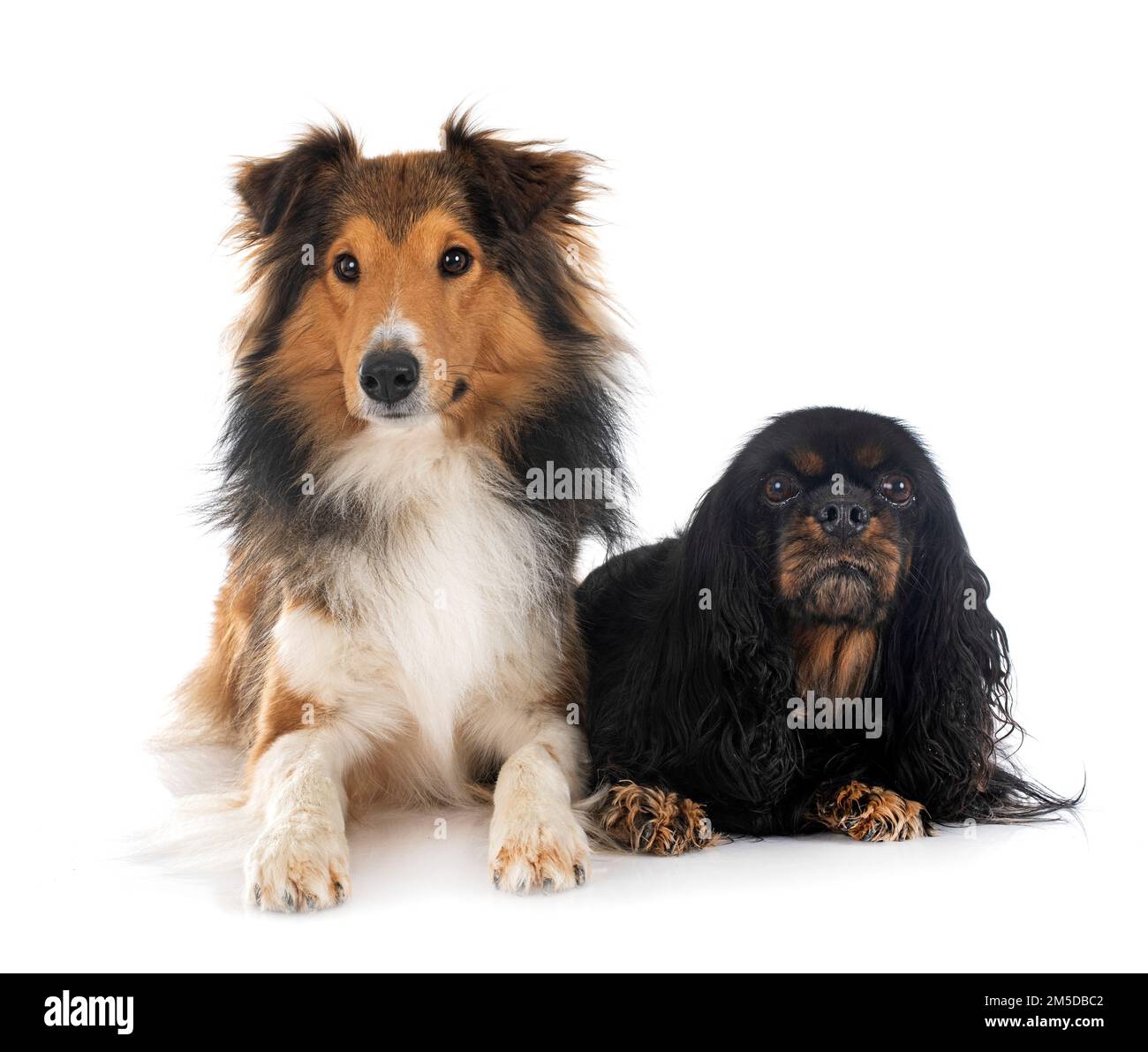 young rough collie and cavalier king charles in front of white ...