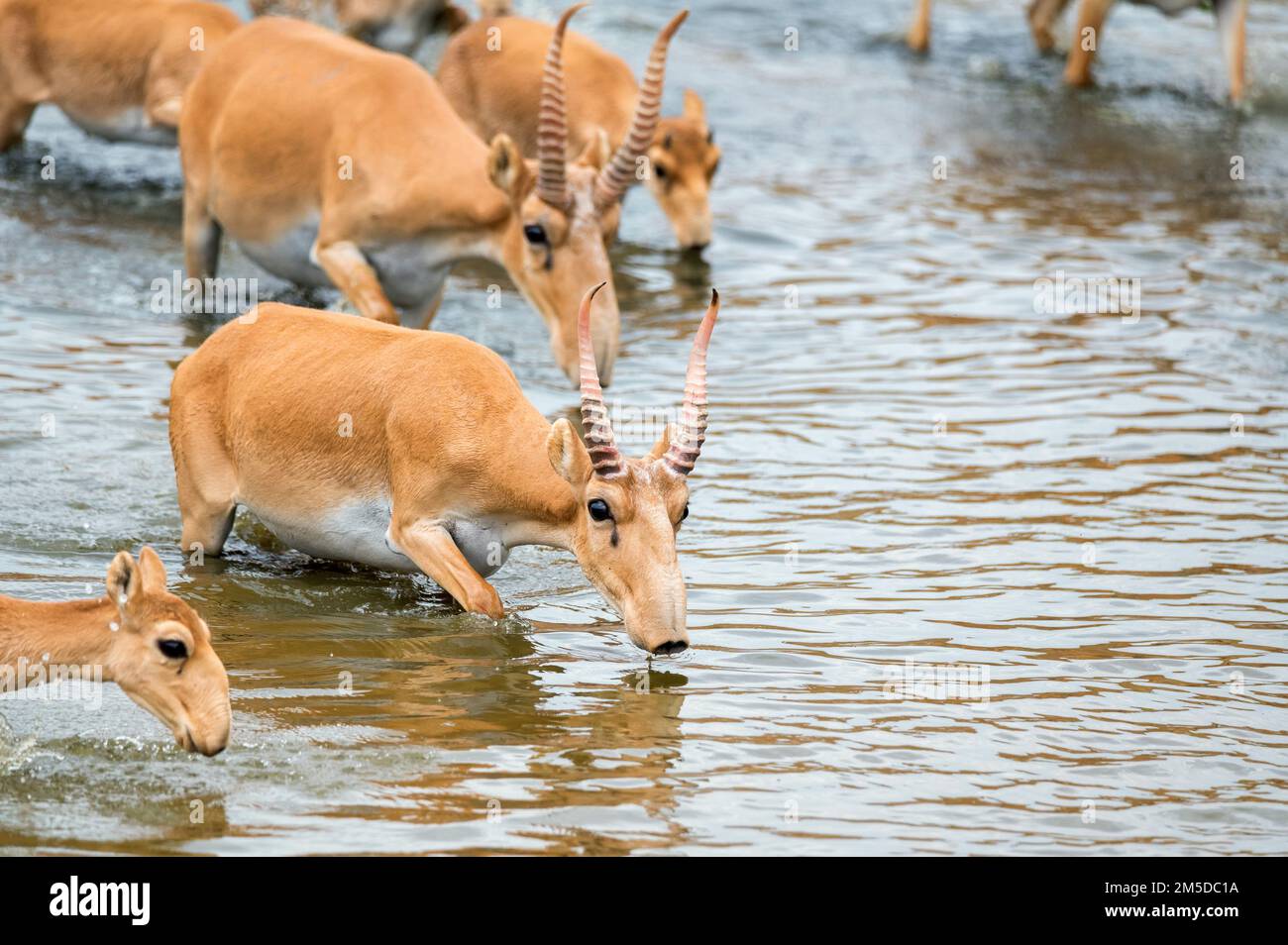 Saiga antelope or Saiga tatarica drinks in steppe Stock Photo - Alamy