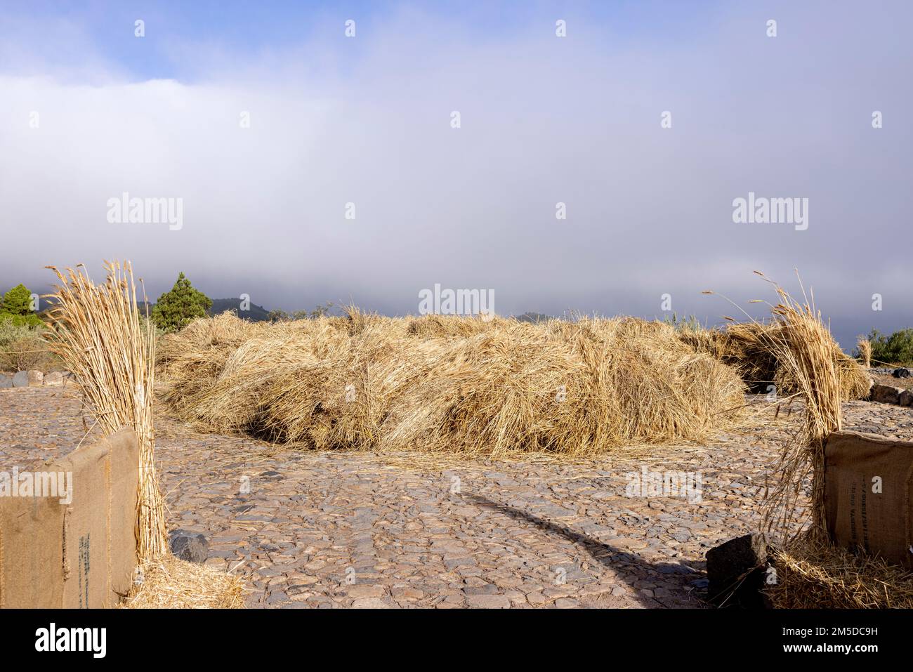 Cereals, corn cut and placed on the threshing circle in readiness for ...