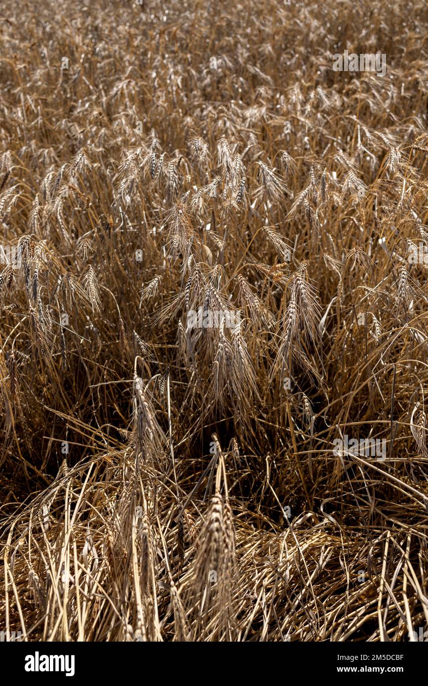 Corn crop ready for harvesting and threshing during the threshing day ...