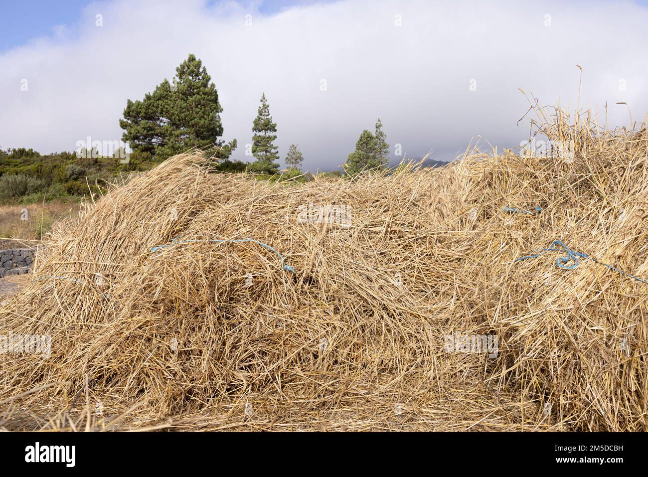 Cereals, corn cut and placed on the threshing circle in readiness for ...