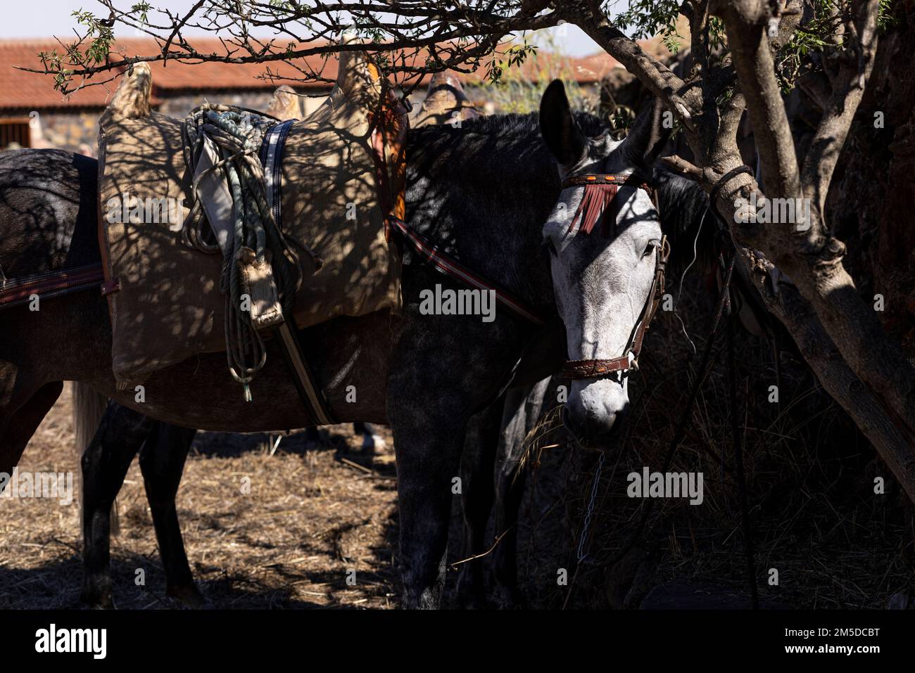 Mules tied to a tree in shade at the threshing day, Dia de la trilla at ...