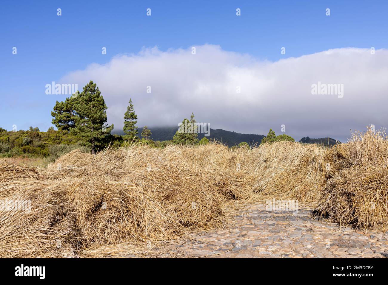 Cereals, corn cut and placed on the threshing circle in readiness for ...
