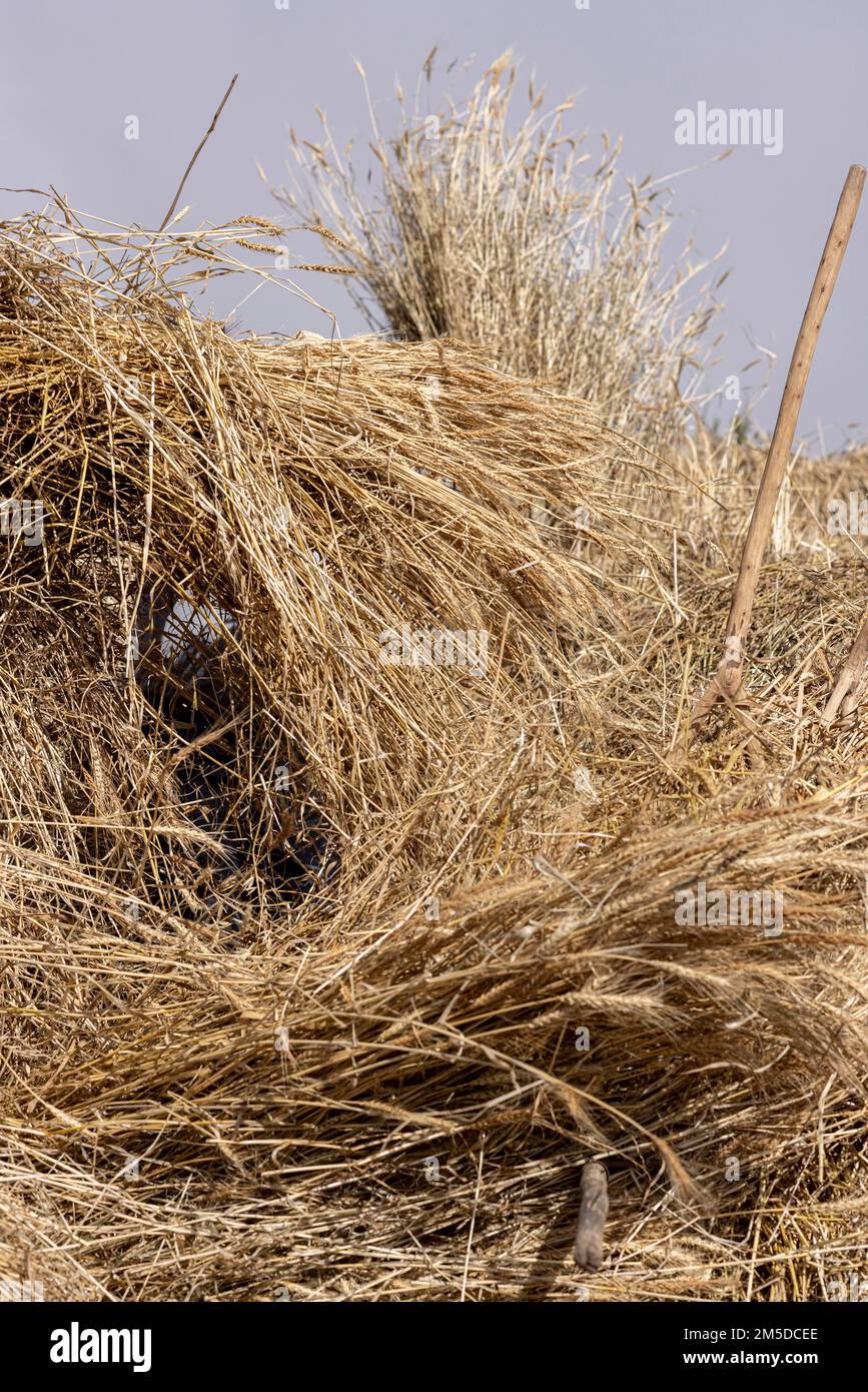 Cereals, corn cut and placed on the threshing circle in readiness for ...