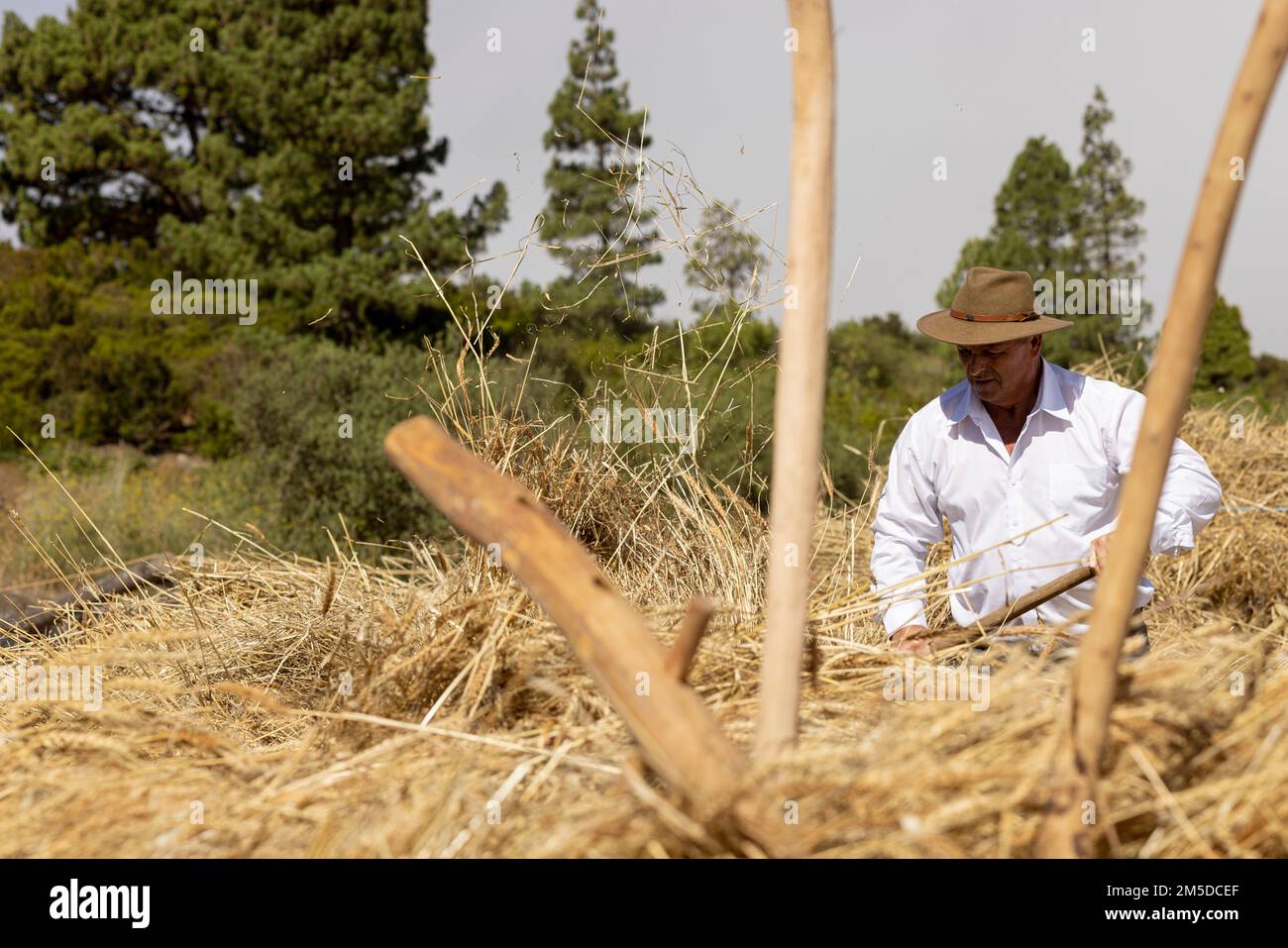 Men and women tossing the harvested corn on the threshing circle in ...