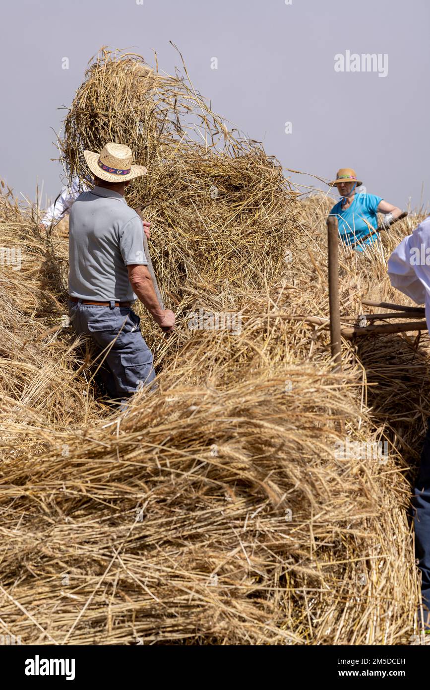 Men and women tossing the harvested corn on the threshing circle in ...