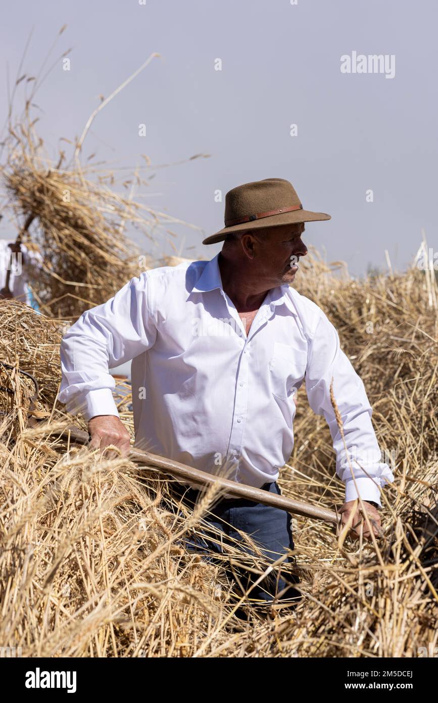 Men and women tossing the harvested corn on the threshing circle in ...