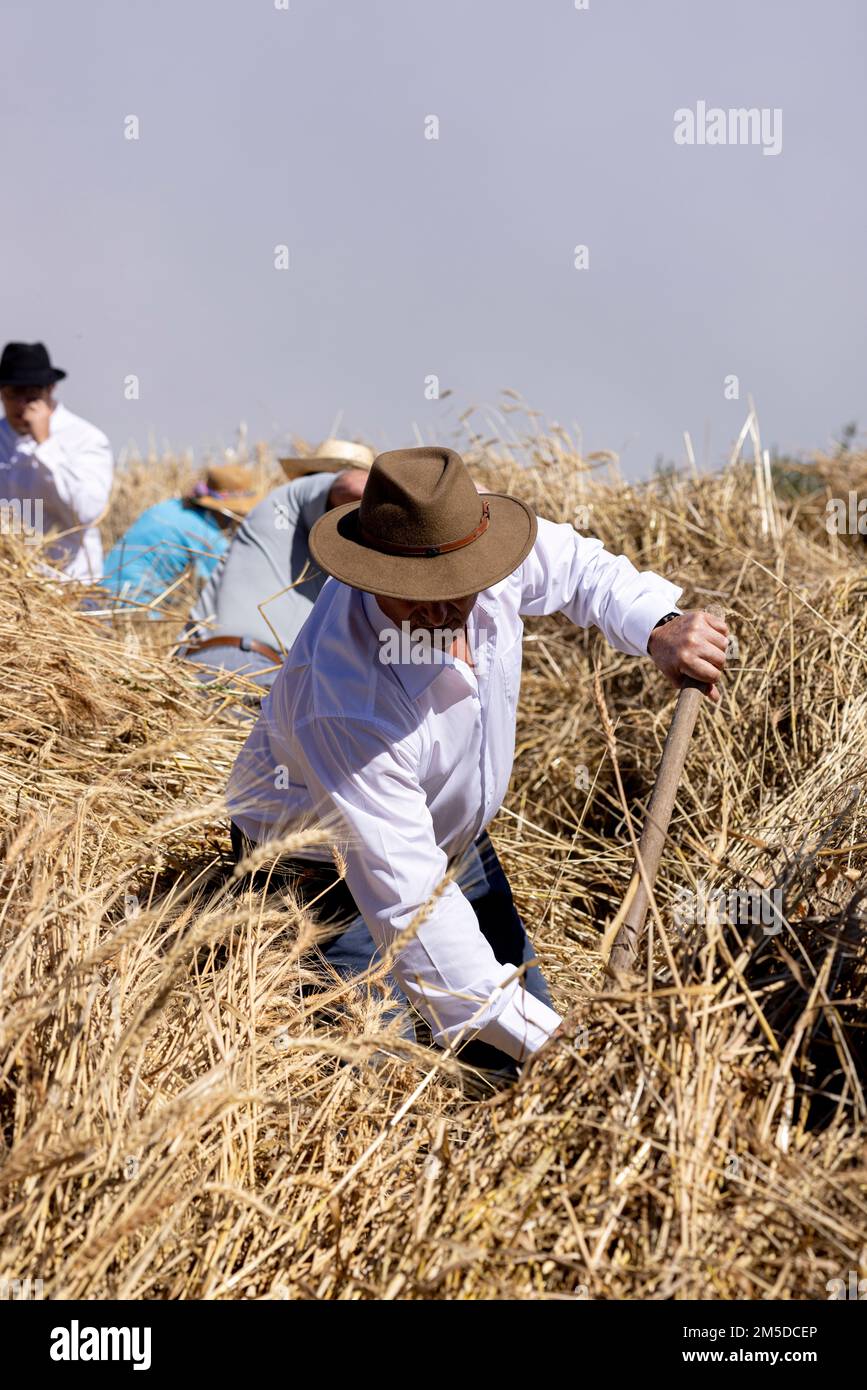 Men and women tossing the harvested corn on the threshing circle in ...
