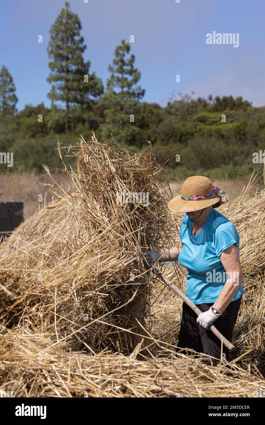 Men and women tossing the harvested corn on the threshing circle in ...