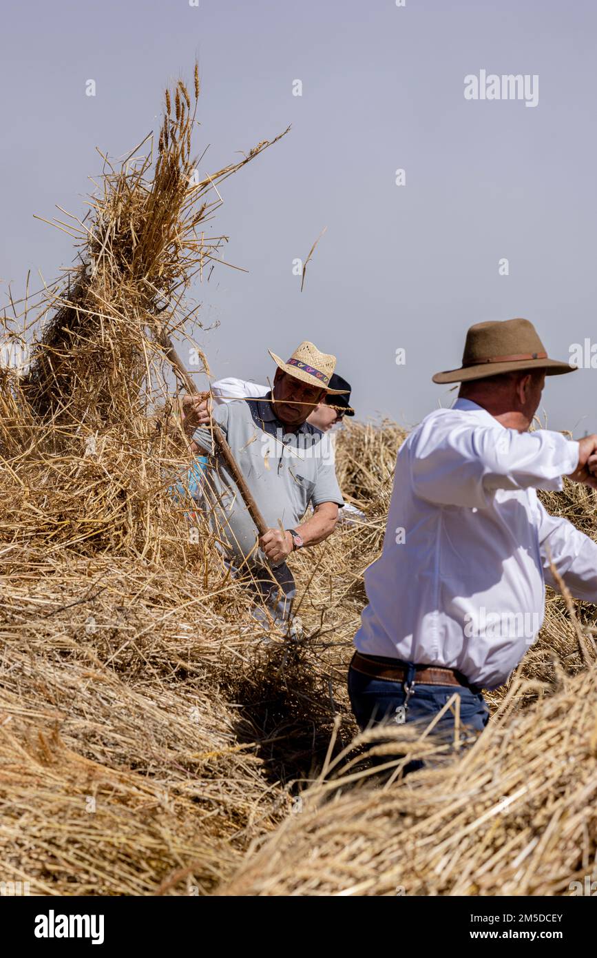 Men and women tossing the harvested corn on the threshing circle in ...