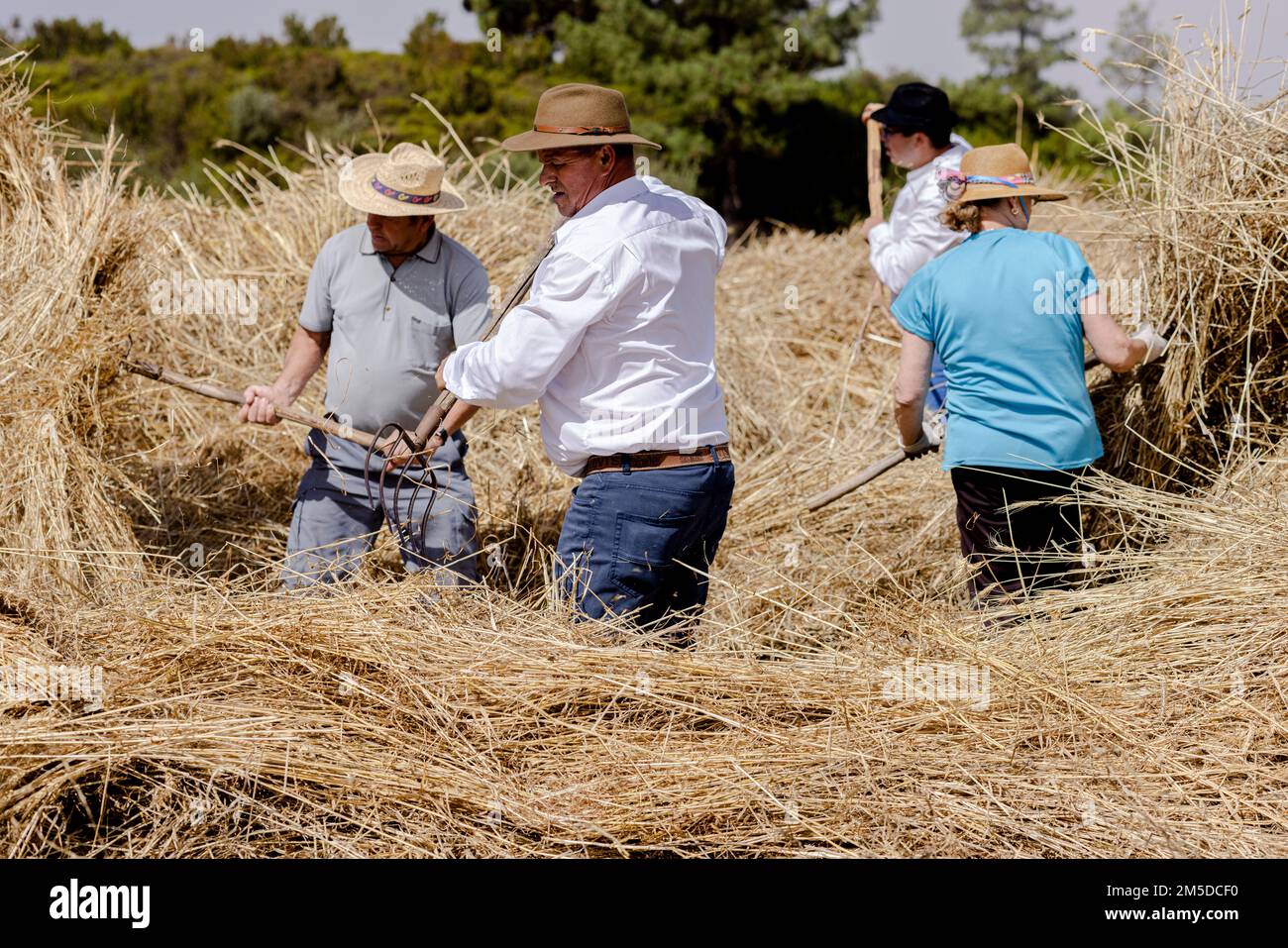 Men and women tossing the harvested corn on the threshing circle in ...