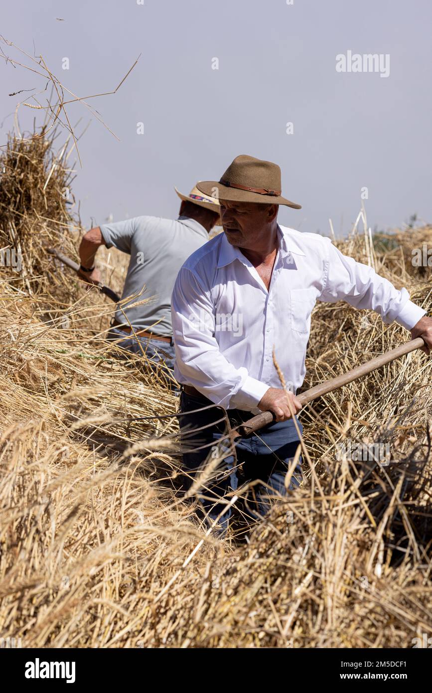 Men and women tossing the harvested corn on the threshing circle in ...