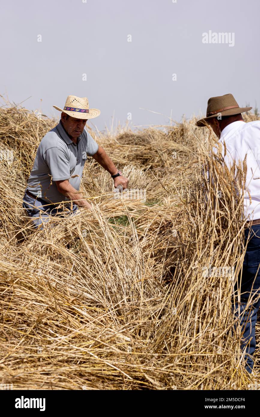 Men and women tossing the harvested corn on the threshing circle in ...