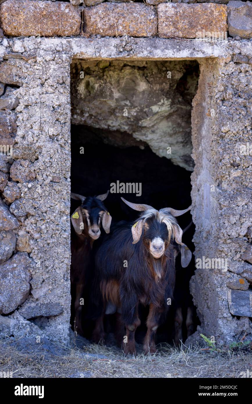 Goats on display at the threshing day, Dia de la trilla at the Ecomuseo ...
