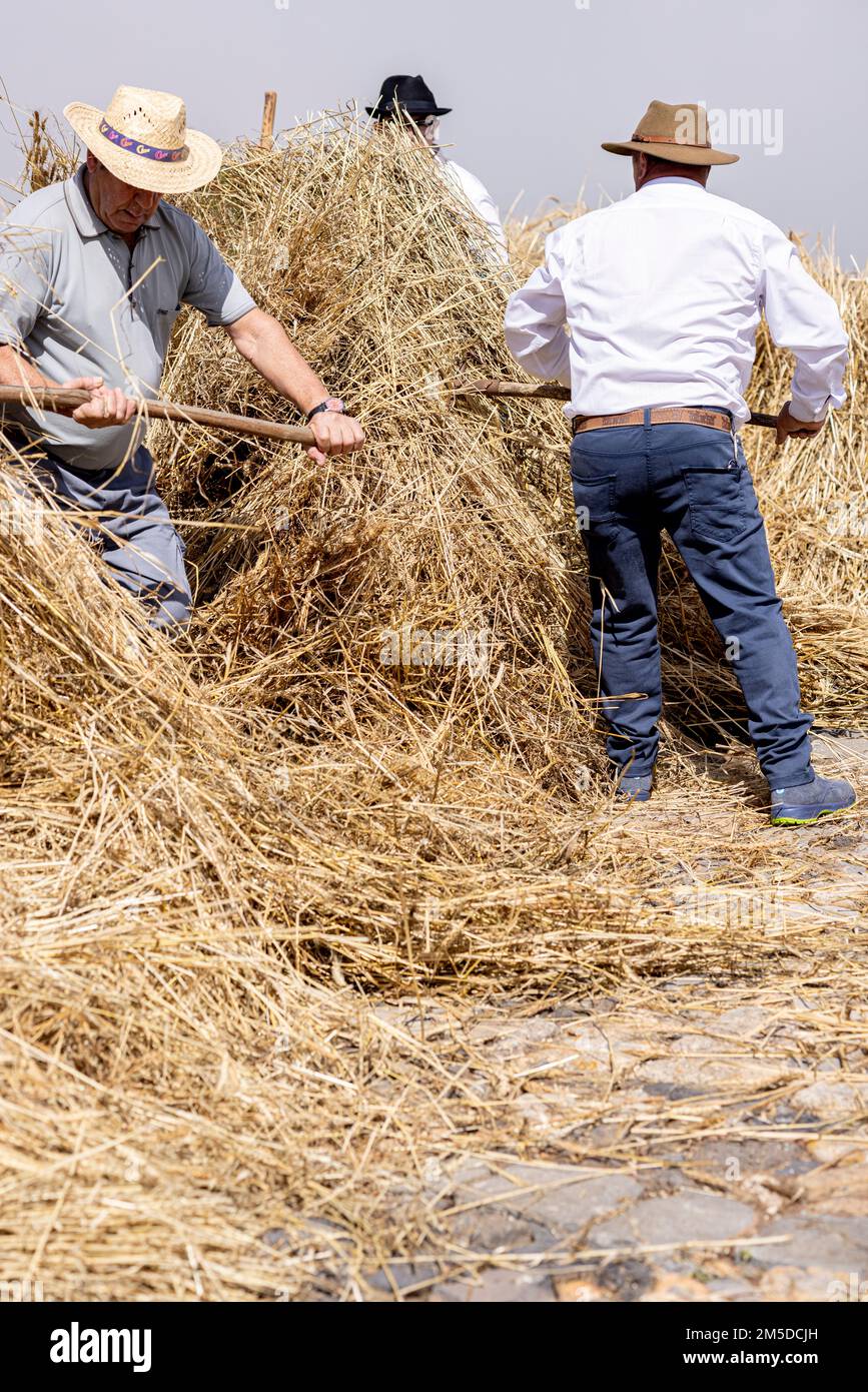Men and women tossing the harvested corn on the threshing circle in ...
