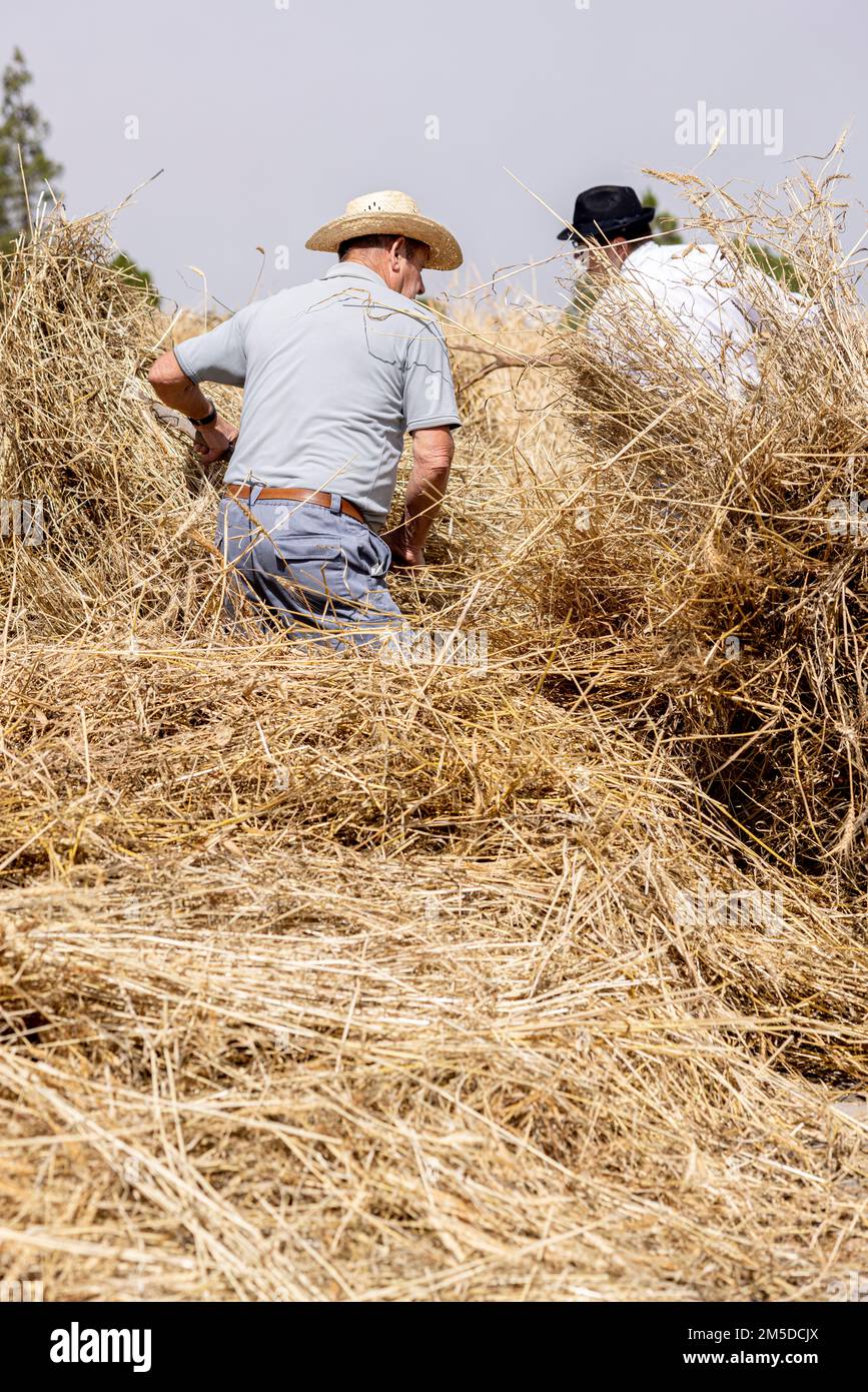 Men and women tossing the harvested corn on the threshing circle in ...