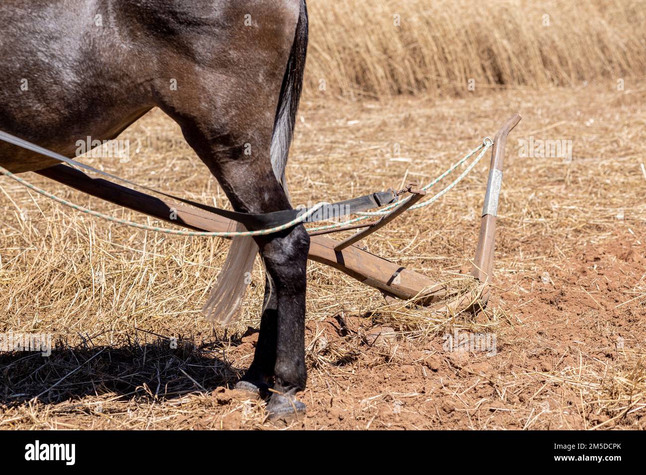 Plowing display using animals at the threshing day, Dia de la trilla at ...