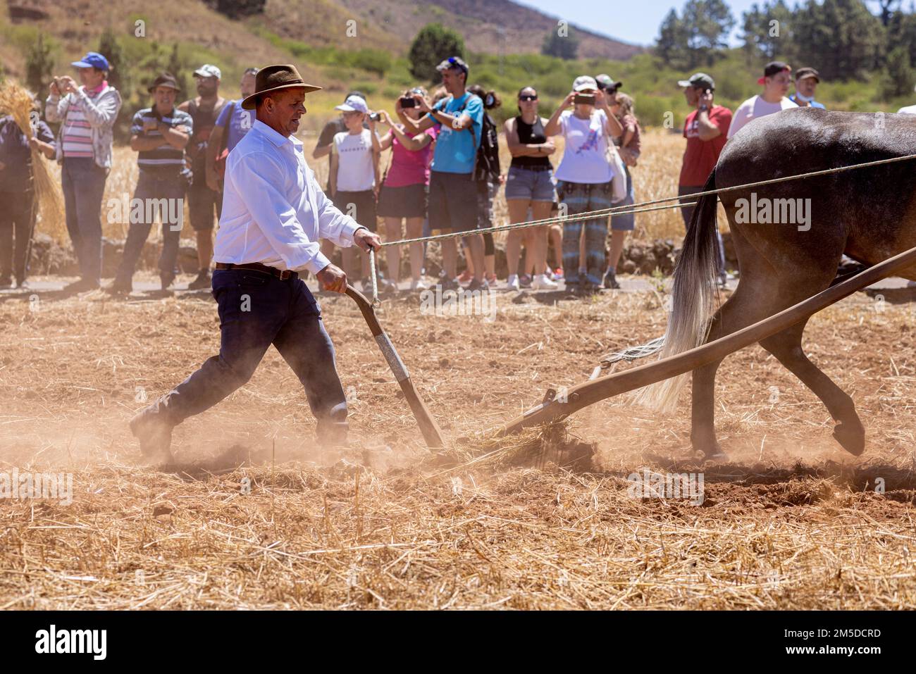Plowing display using animals at the threshing day, Dia de la trilla at ...