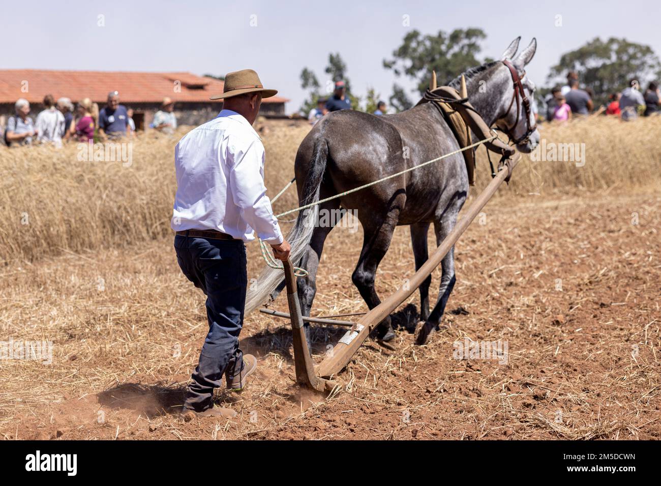 Plowing display using animals at the threshing day, Dia de la trilla at ...