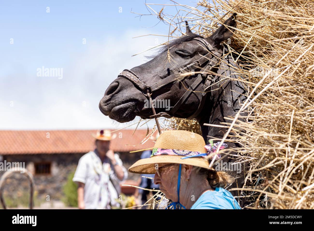 Mule loaded with harvested corn for threshing at the Dia de la trilla ...