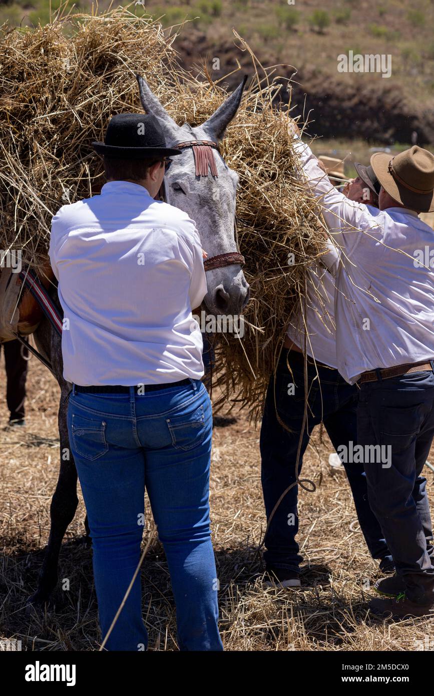 Mule loaded with harvested corn for threshing at the Dia de la trilla ...