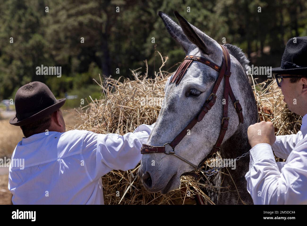 Mule loaded with harvested corn for threshing at the Dia de la trilla ...