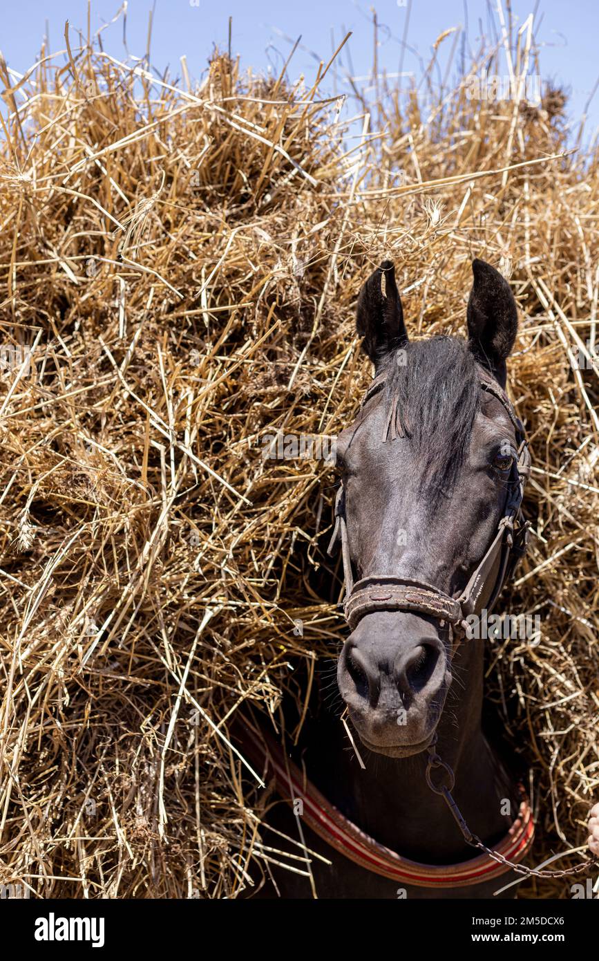 Mule loaded with harvested corn for threshing at the Dia de la trilla ...